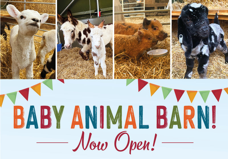 Baby Animal Barn - Now open – Blacker Hall Farm