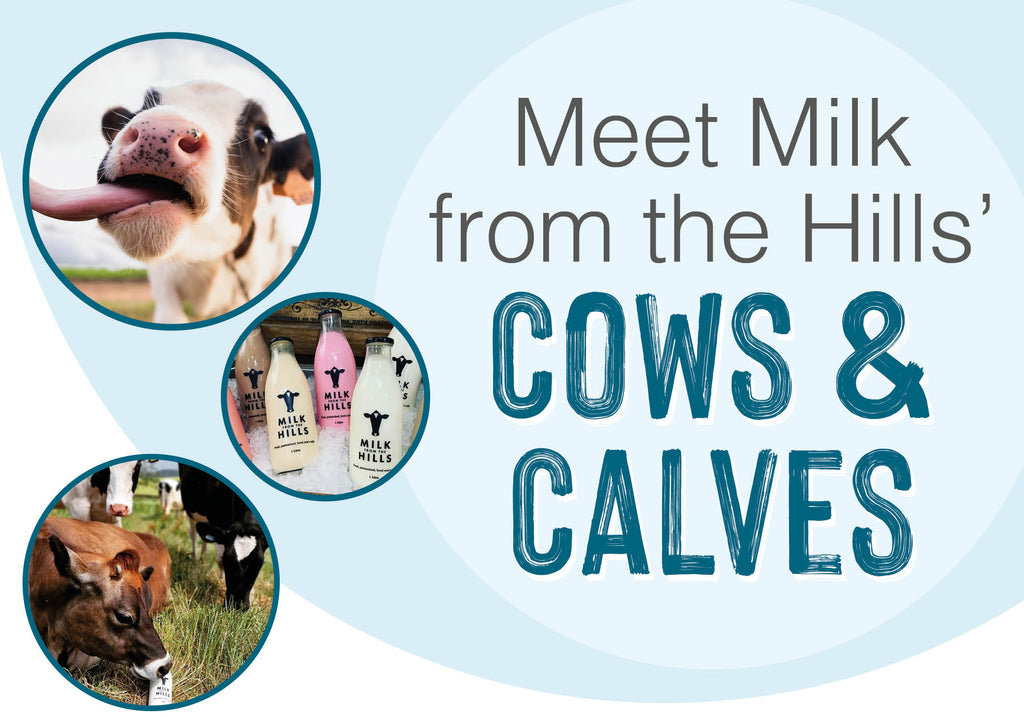 MEET THE COWS - 1st & 2nd October – Blacker Hall Farm