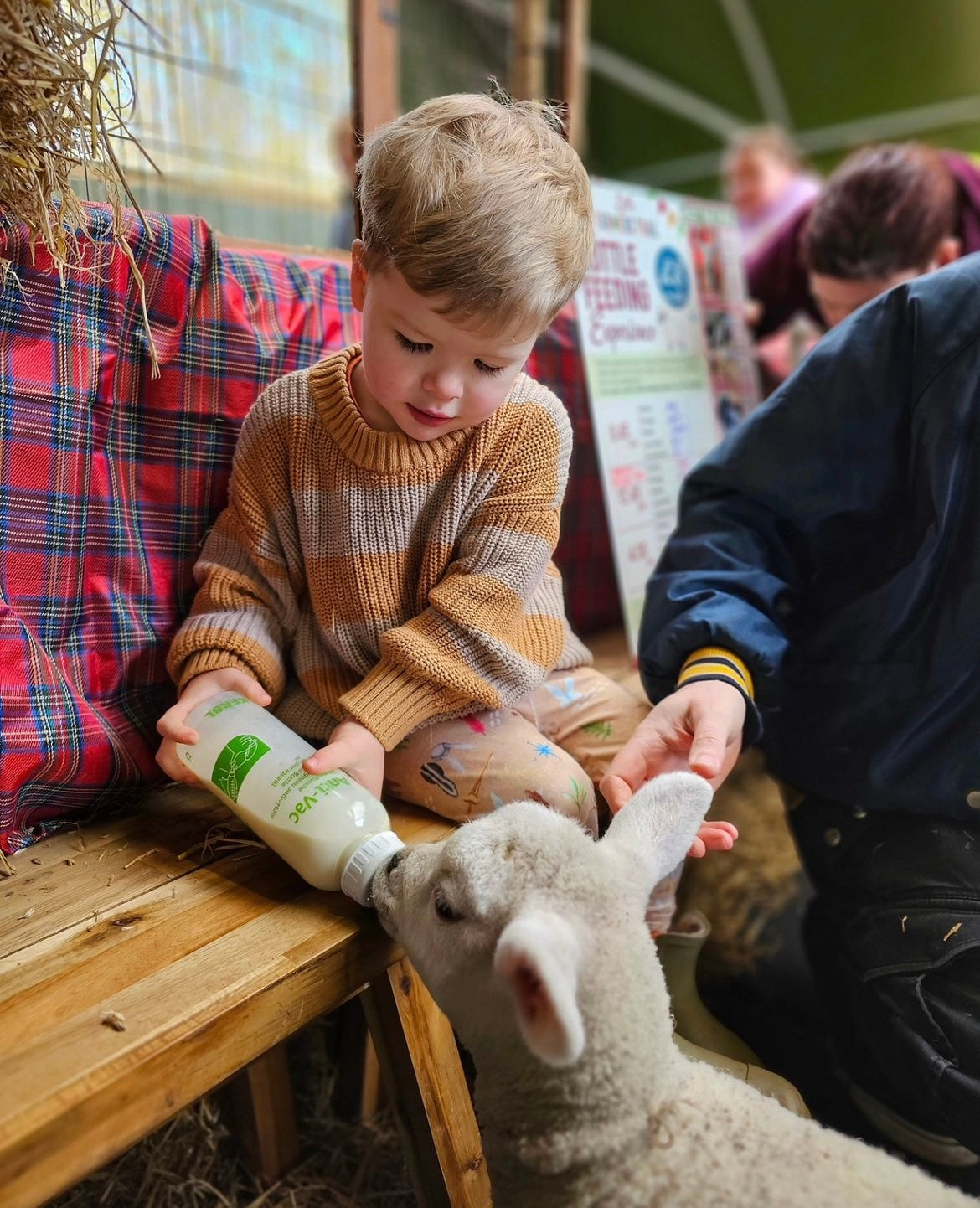 Adopt a baby lamb – Blacker Hall Farm