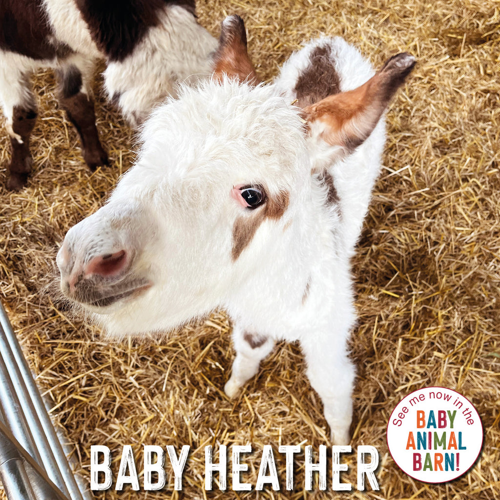 Little Farmers Trail – Blacker Hall Farm