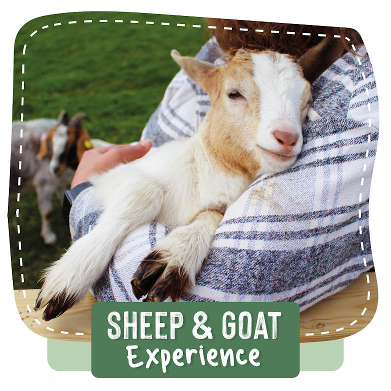 Sheep and Goat Experience – Blacker Hall Farm