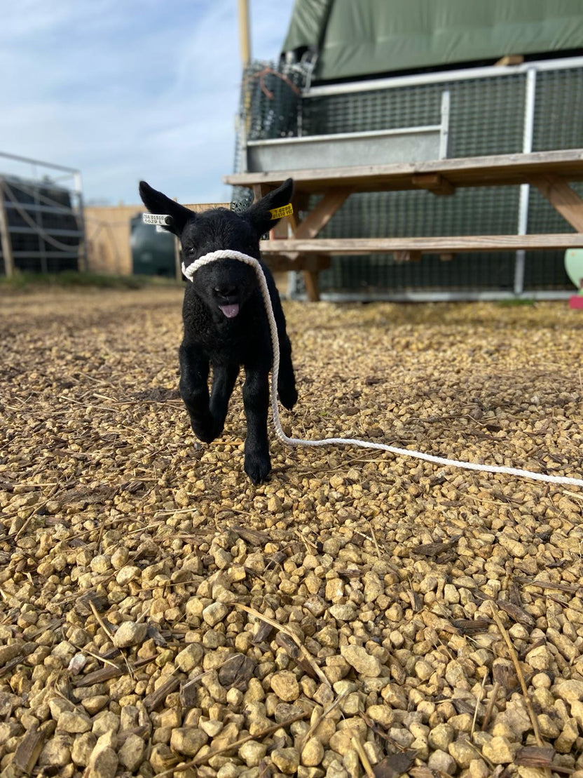 Adopt a baby lamb – Blacker Hall Farm
