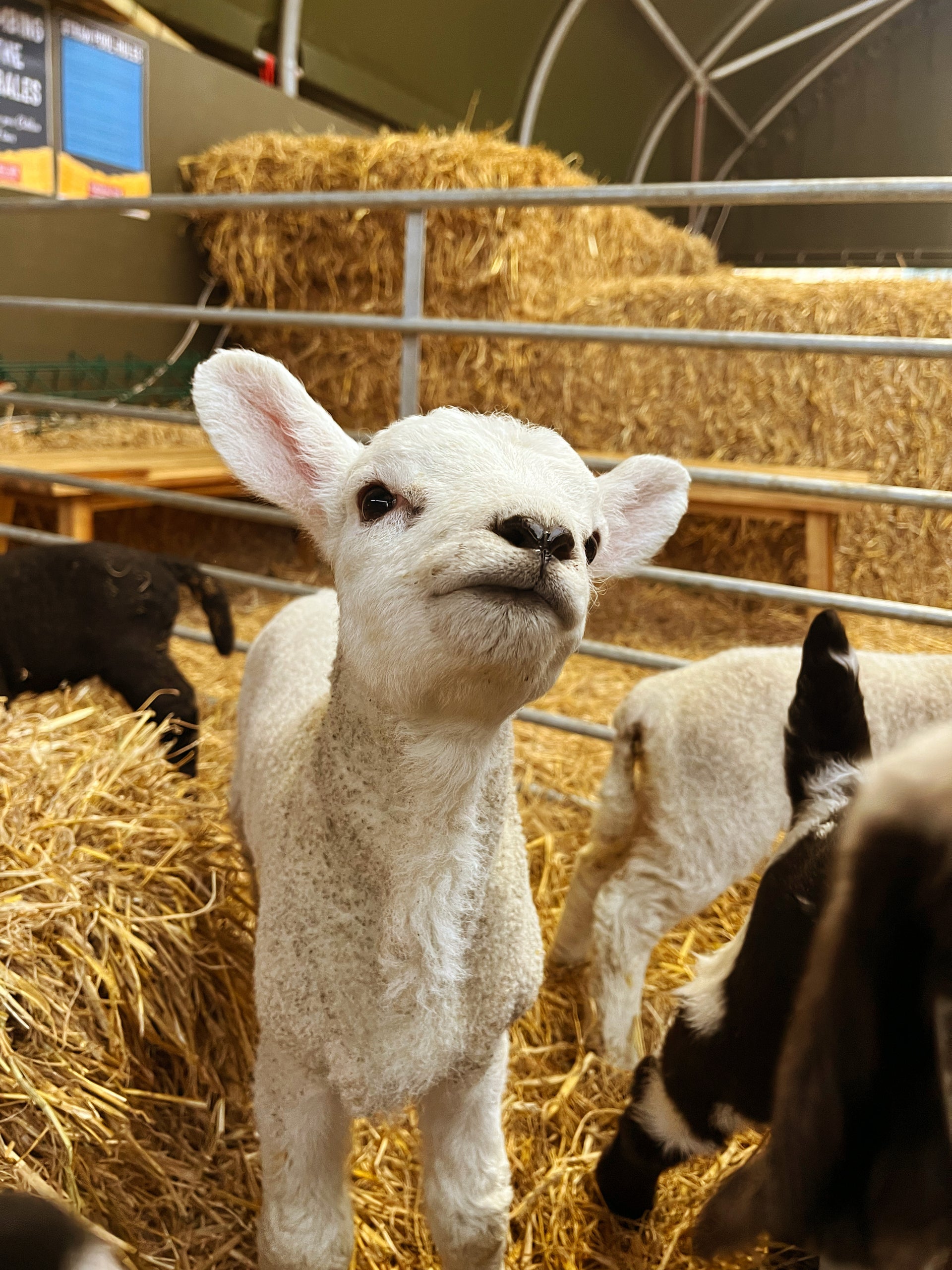 Adopt a baby lamb – Blacker Hall Farm